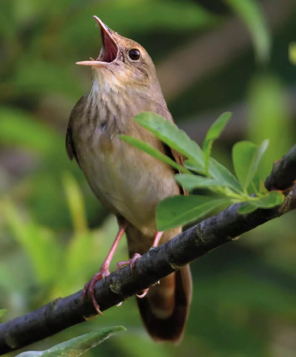 Dalok :: Anasztázia-természetünnepek
